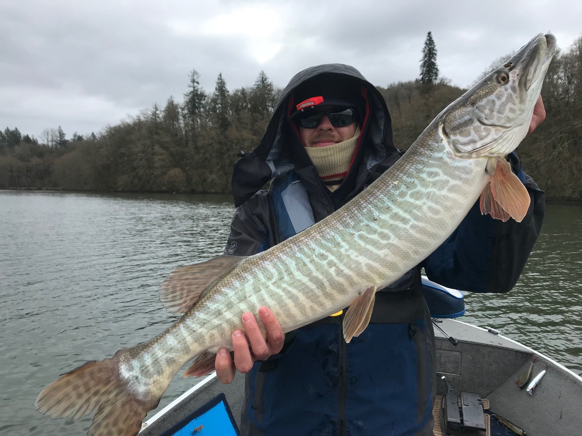 How to Catch Tiger Muskies in Washington: Lures, Lakes, and Strategy ...